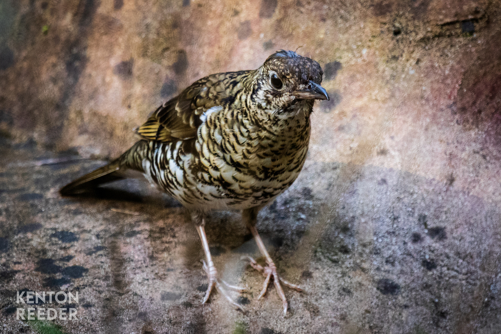 Bassian Thrush from Yellingbo VIC 3139, Australia on June 30, 2022 at ...