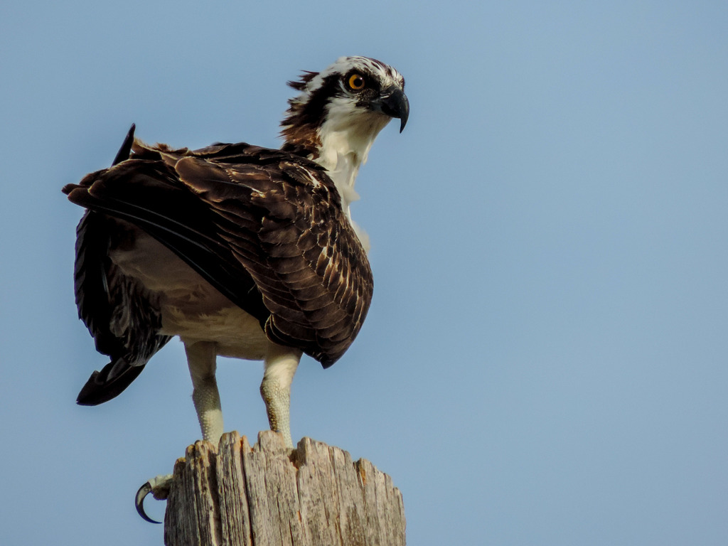 Osprey from Hermosillo, Son., México on July 7, 2018 at 06:14 PM by ...