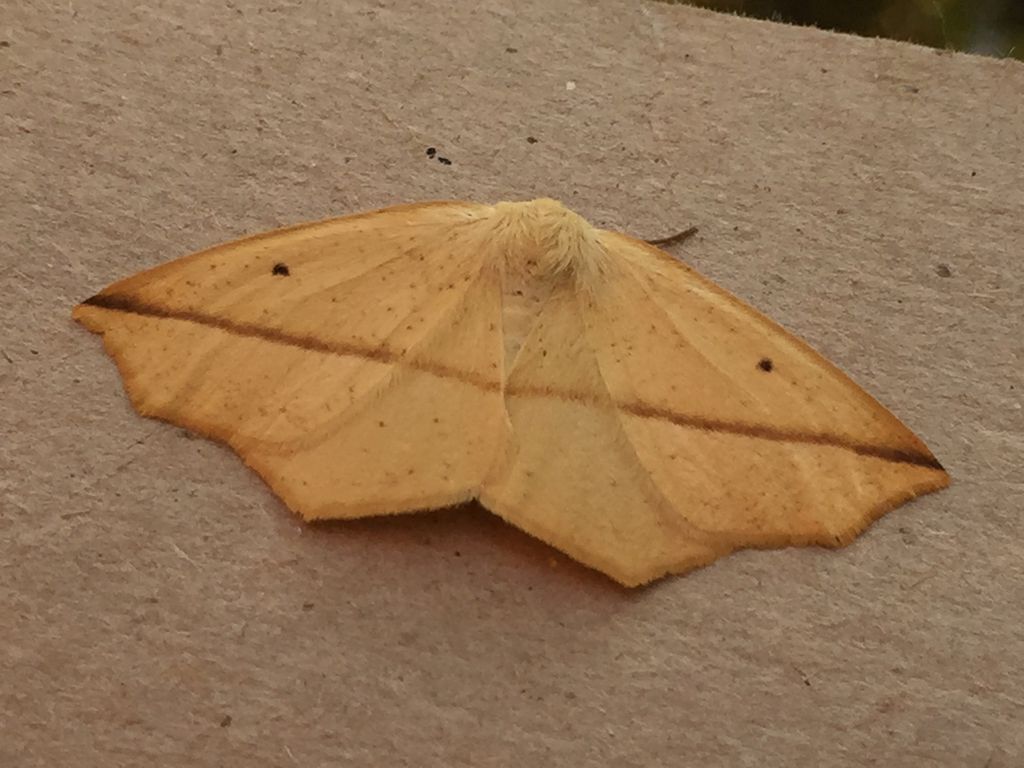 Yellow Slant-line in July 2018 by smwhite · iNaturalist