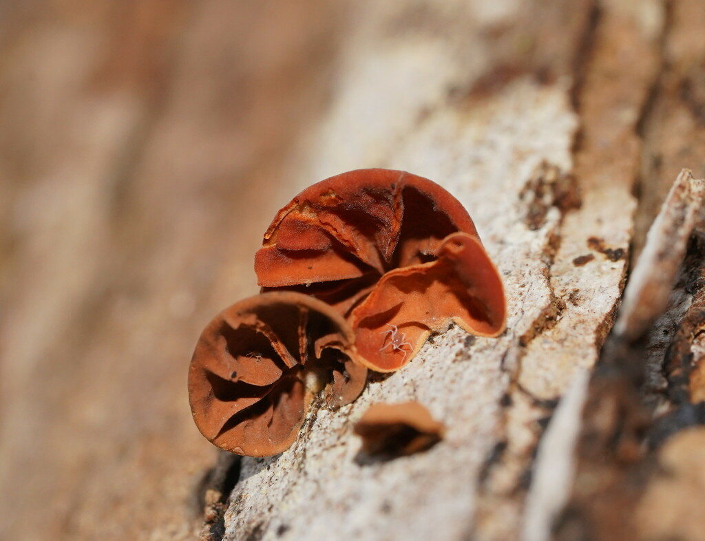 Anthracophyllum archeri from Toorongo VIC 3833, Australia on June 29 ...