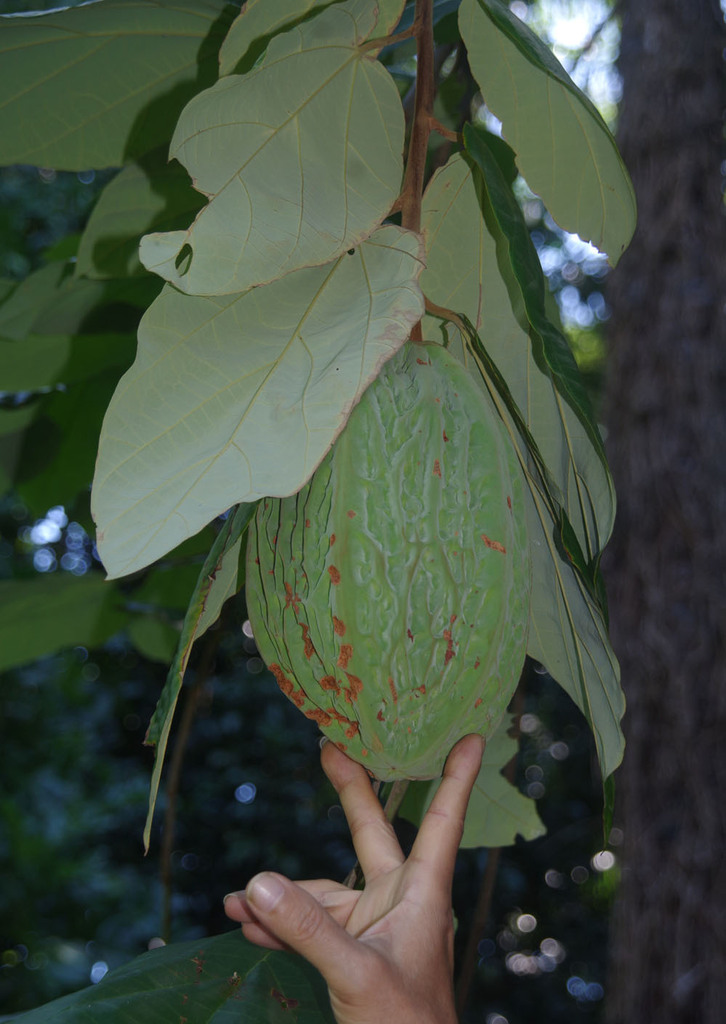 Mocambo tree from Cairns QLD, Australia on May 7, 2019 at 11:28 AM by ...