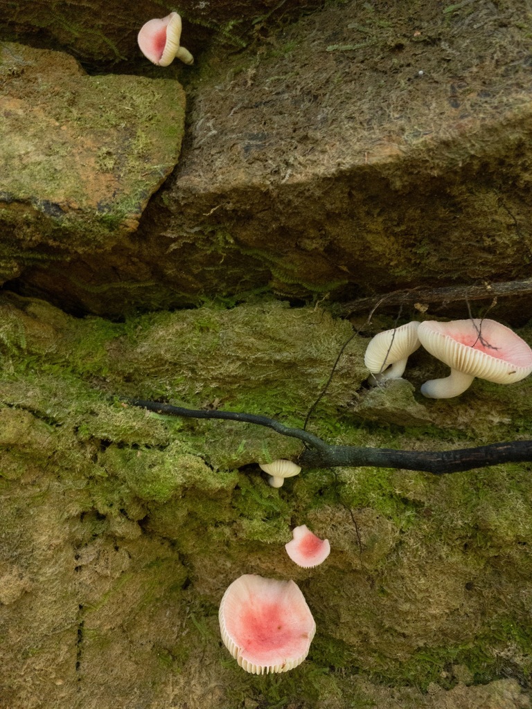 brittlegills from 日本、〒891-3101 鹿児島県西之表市西之表 on September 29, 2016 at 10:09 AM by K_Kawashima ...