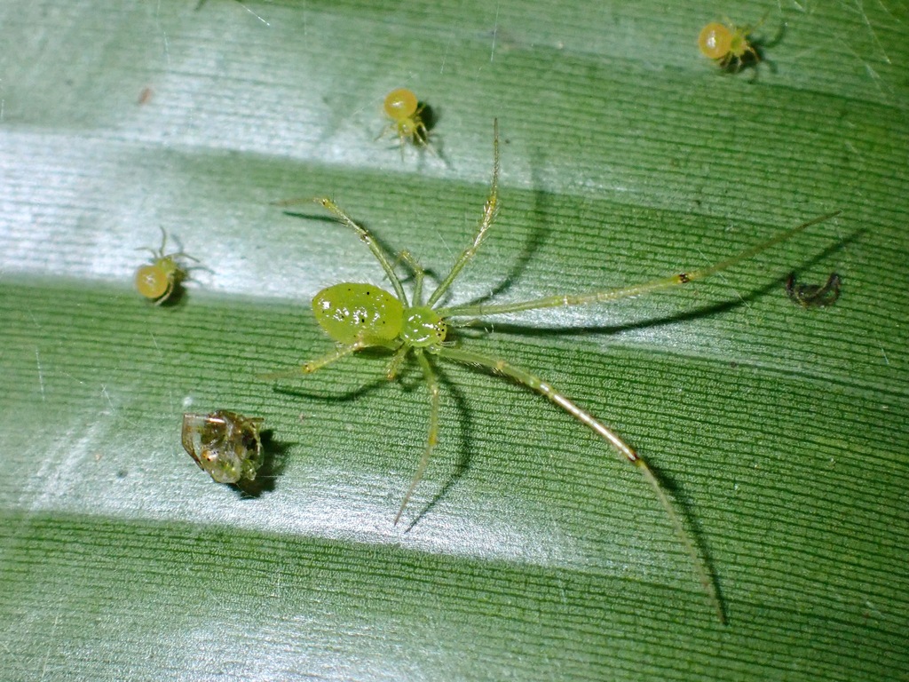 Chrysso from Sabah, Malaysia on May 26, 2022 at 09:15 PM by Albert Kang ...