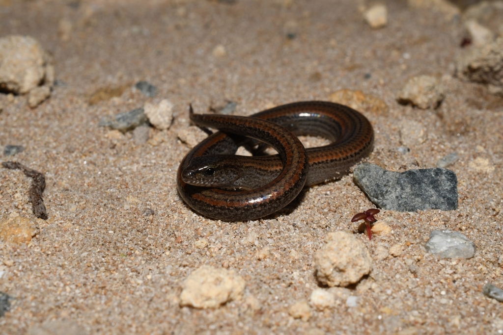 Two-toed Earless Skink from Port Kennedy WA 6172, Australia on June 30 ...