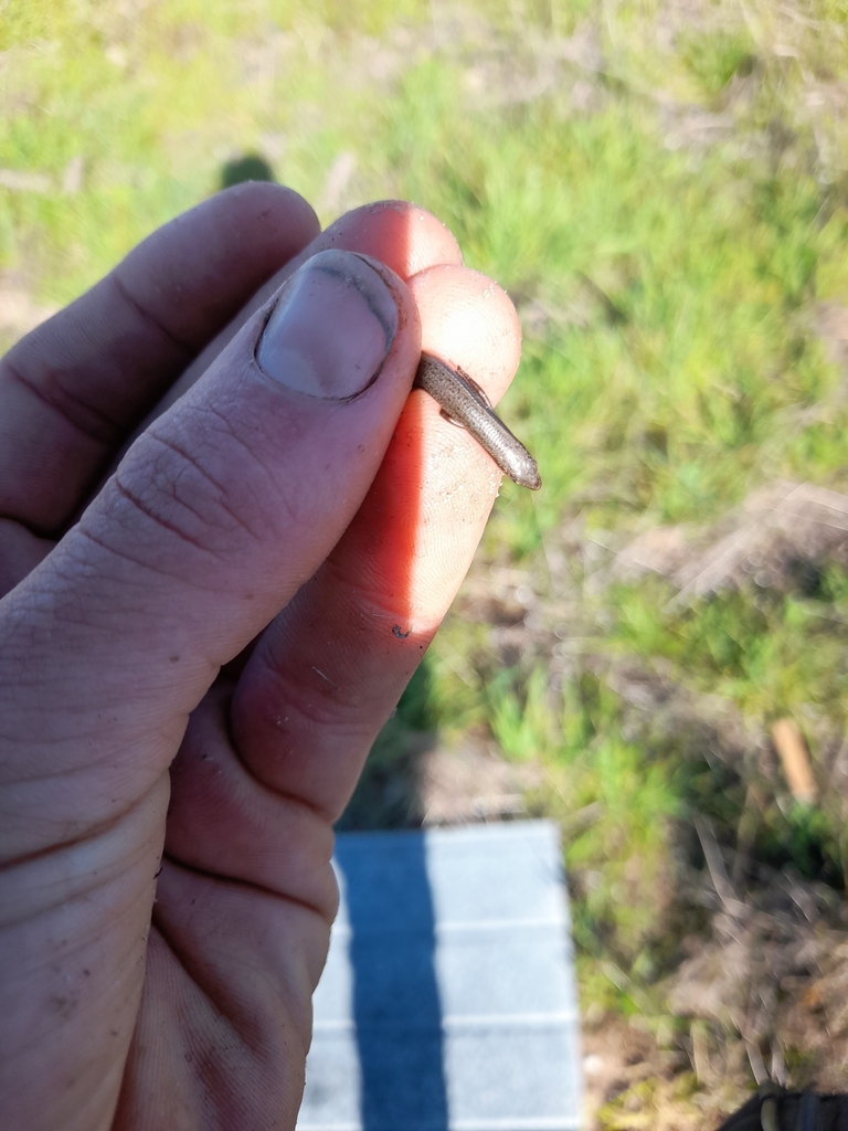 Common Dwarf Skink from Ravenswood WA 6208, Australia on June 30, 2022 ...