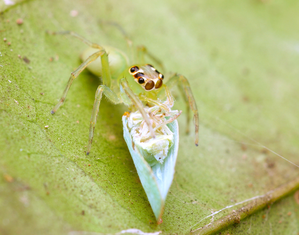 Jumping Spiders from Madang Province, Papua-Neuguinea on June 15, 2022 ...