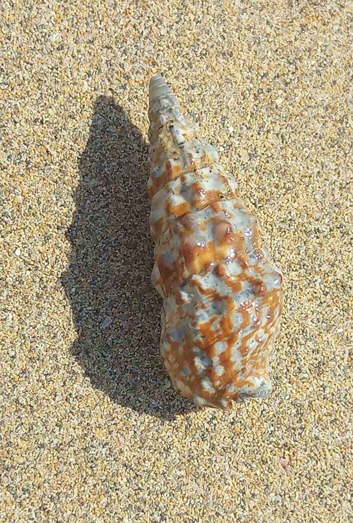 Horn Shell from Metropolitan City of Venice, Italy on June 30, 2022 at ...