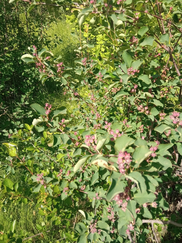 Dwarf Serviceberry from Балахнинский р-н, Нижегородская обл., Россия on ...