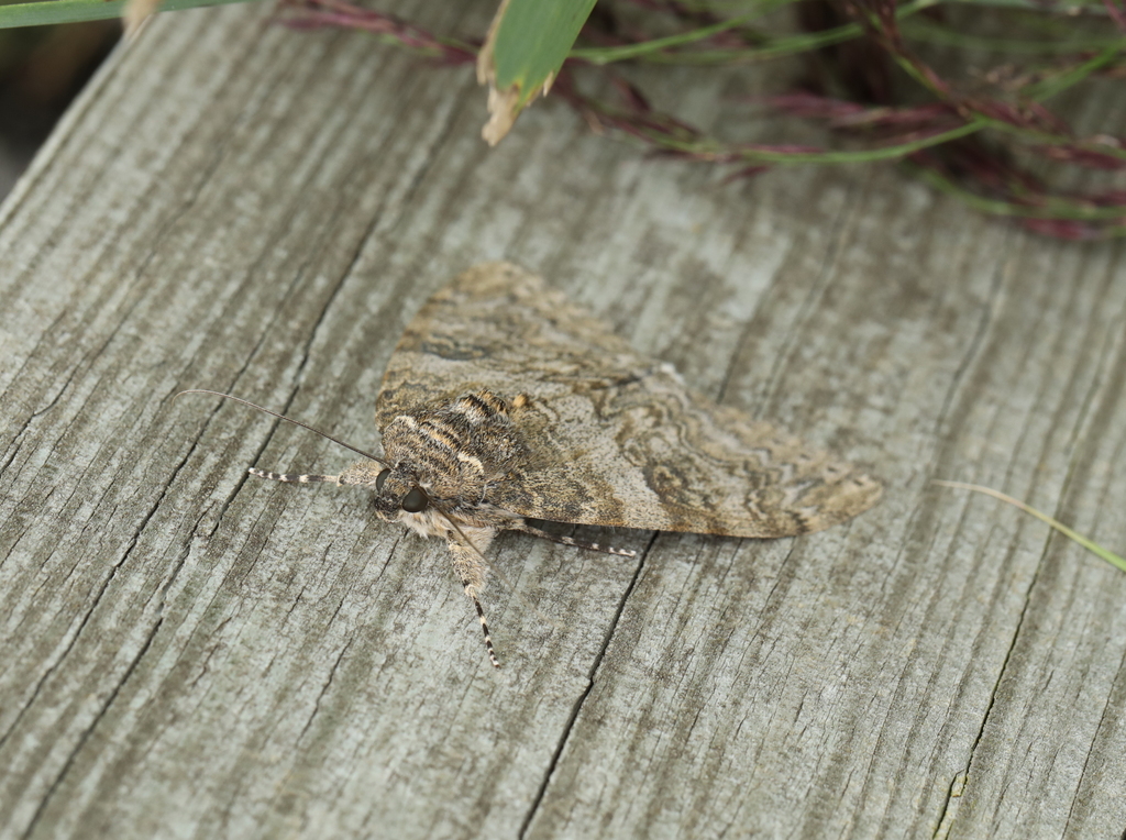 Red Underwing from Oudalle, France on August 31, 2021 at 02:17 PM by ...