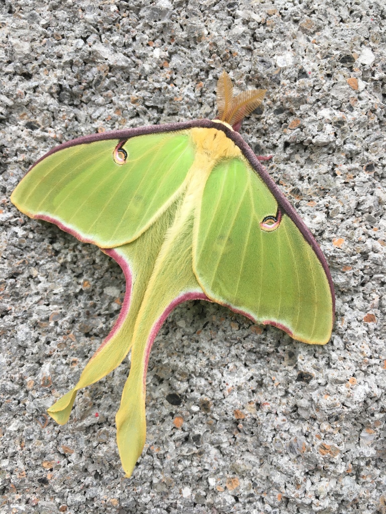 North American Luna Moth From Madisonville KY US On April 21 2022 At north-american-luna-moth-from-madisonville-ky-us-on-april-21-2022-at