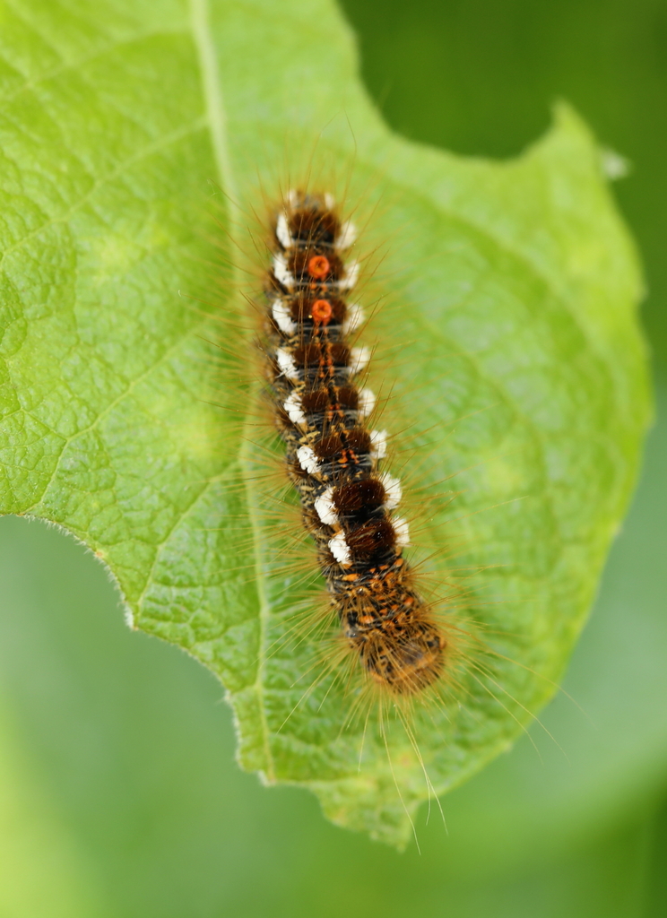 Brown-tail Moth from Gonfreville-l'Orcher, France on May 01, 2022 at 02 ...