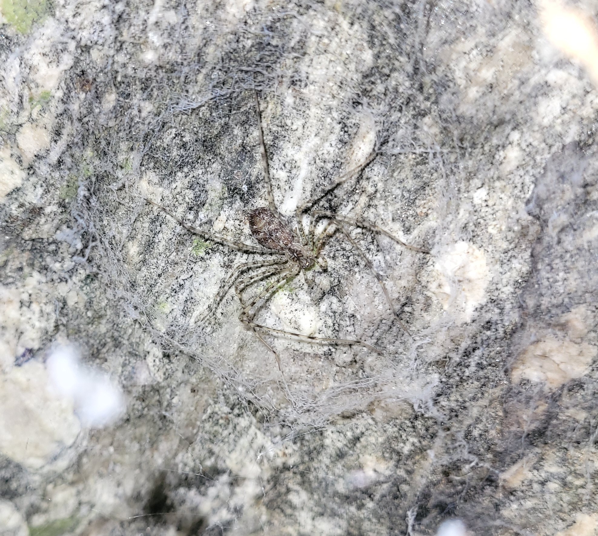Hypochilidae