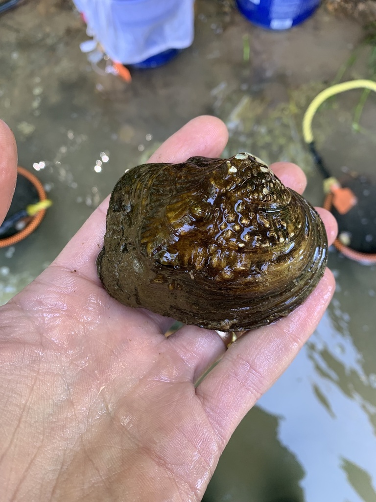 Monkeyface Mussel in June 2022 by Caleb Knerr · iNaturalist