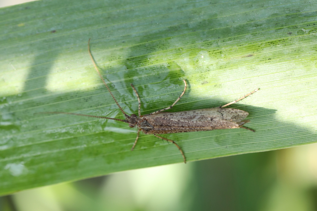 Limnephilus affinis from Gonfreville-l'Orcher, France on September 23 ...