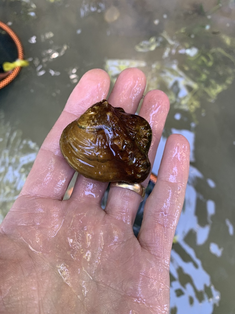 Monkeyface Mussel in June 2022 by Caleb Knerr · iNaturalist
