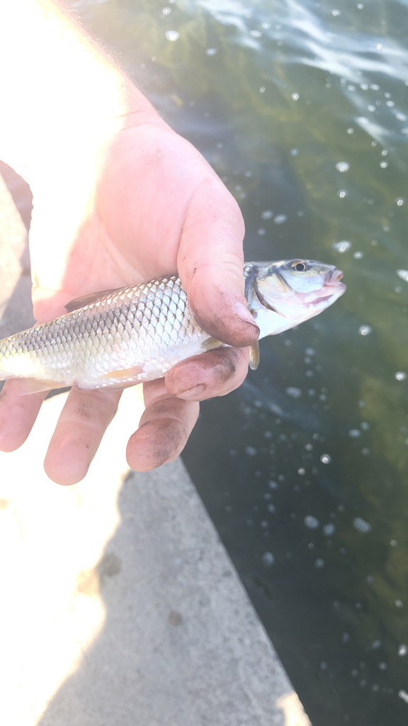 Fallfish from Ste-Barbe on June 30, 2022 at 09:26 AM by vanessareg ...