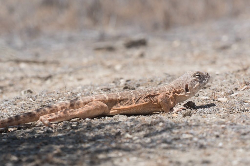 Blunt-nosed Leopard Lizard in June 2022 by taco_night · iNaturalist