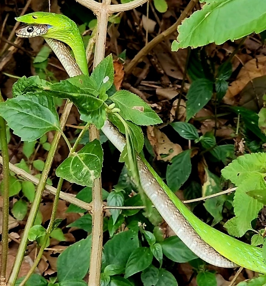 Oriental Rat Snake from WMQR+WVJ, Booluvampatti, Tamil Nadu 641114 ...