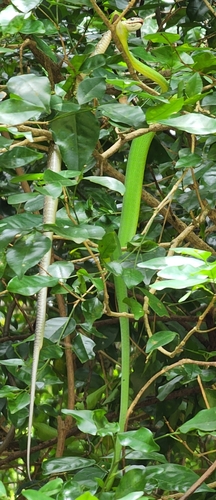 Oriental Rat Snake (Ptyas mucosa) - Snakes and Lizards