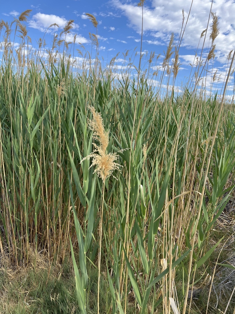 European reed from Desert National Wildlife Refuge, Las Vegas, NV, US ...