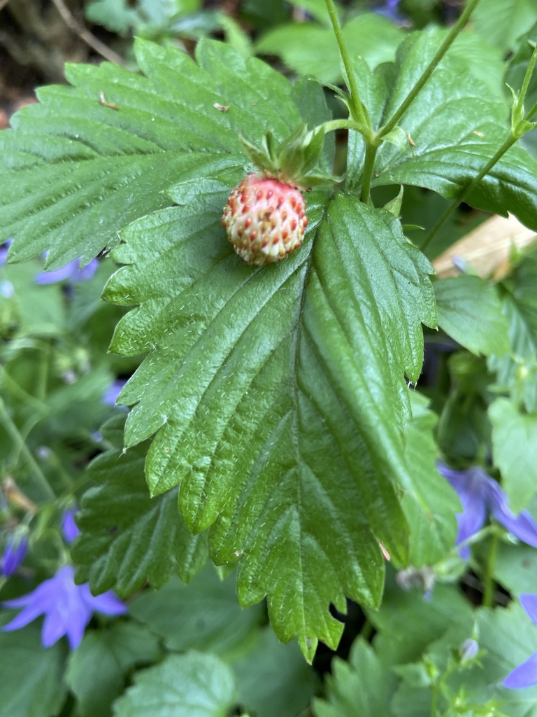 strawberries from Prestwich Forest Park, Manchester, England, GB on ...