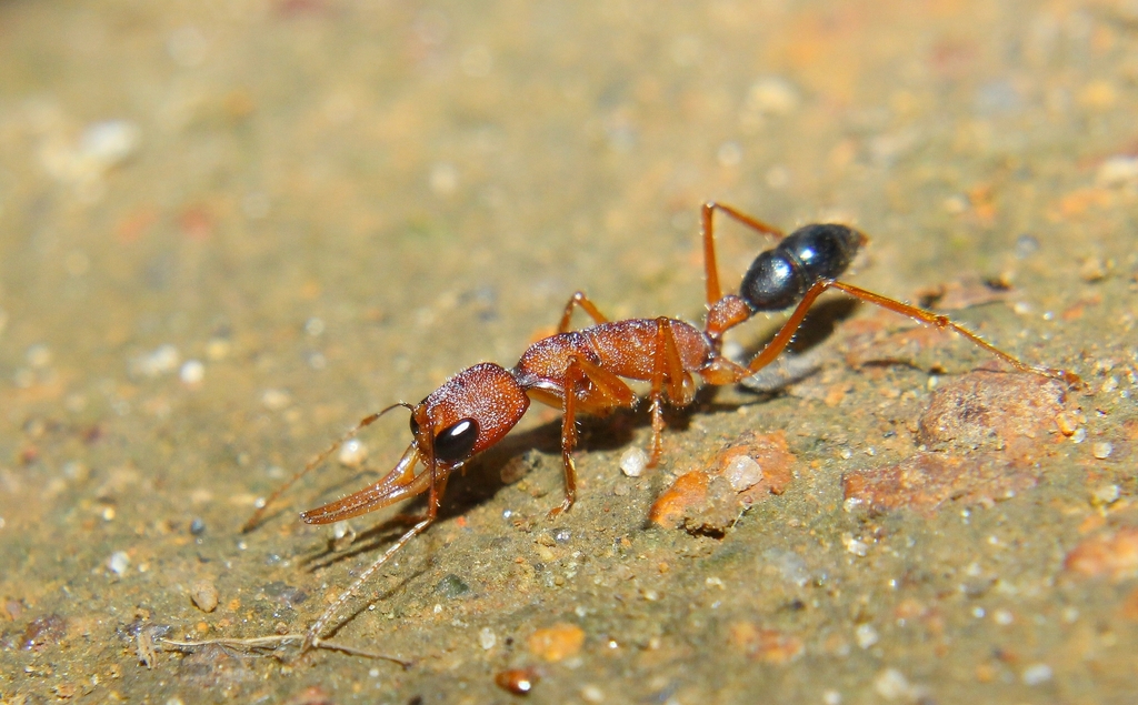 Indian Jumping Ant in May 2017 by Aniruddha H D. Not uncommon in this ...