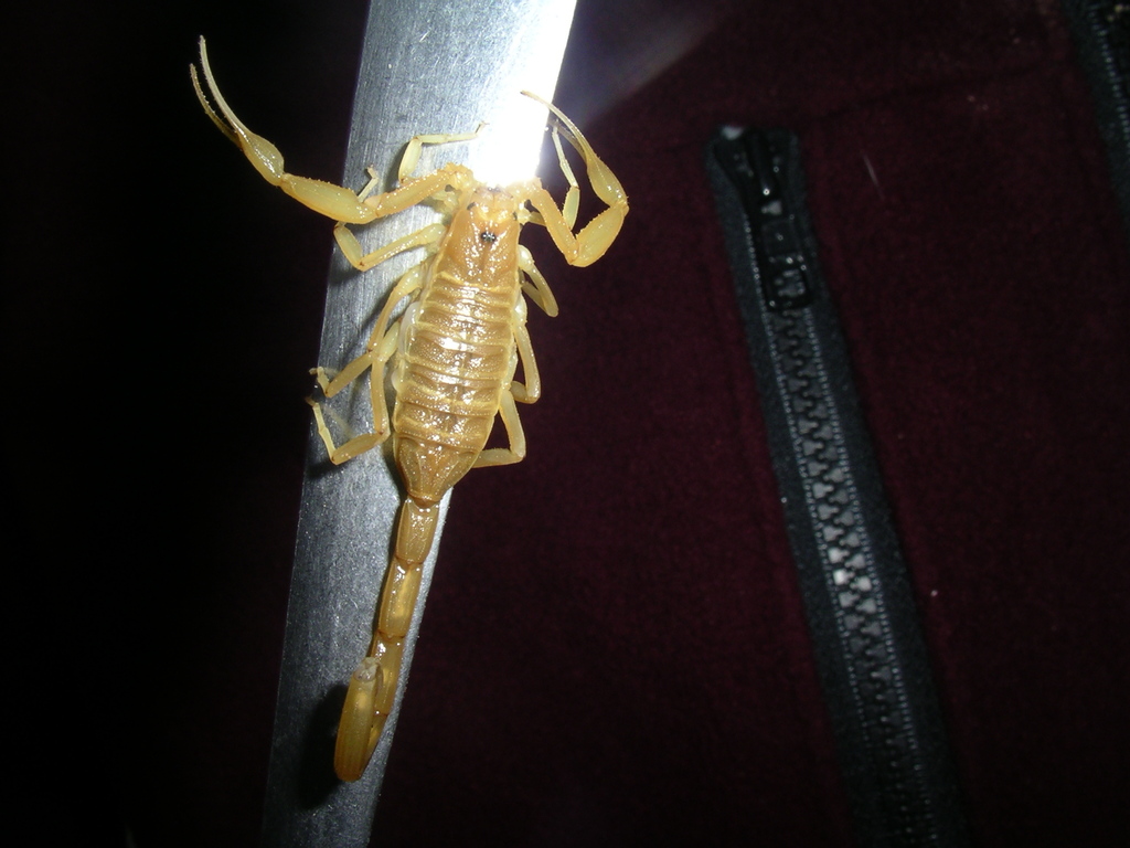 Arizona Bark Scorpion from Coconino County, AZ, USA on November 09 ...
