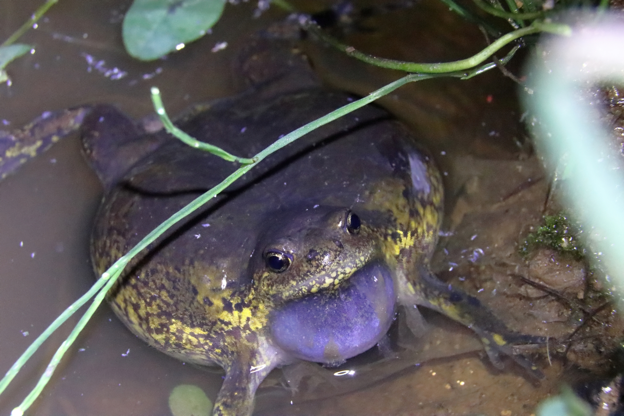 Kaloula borealis (Barbour, 1908)