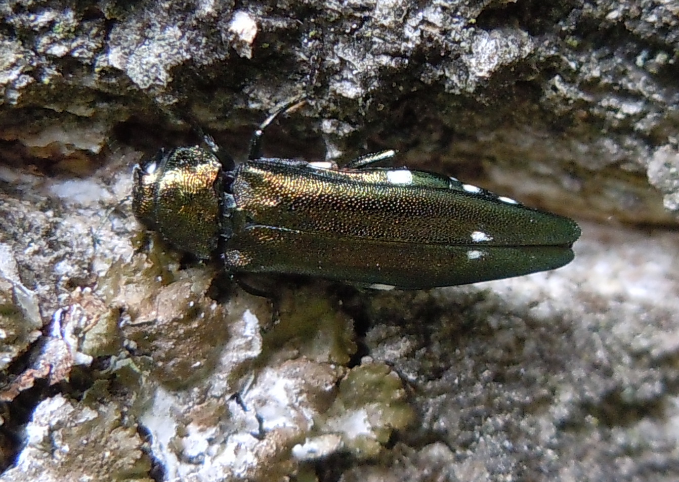 Agrilus biguttatus (Fabricius, 1776)