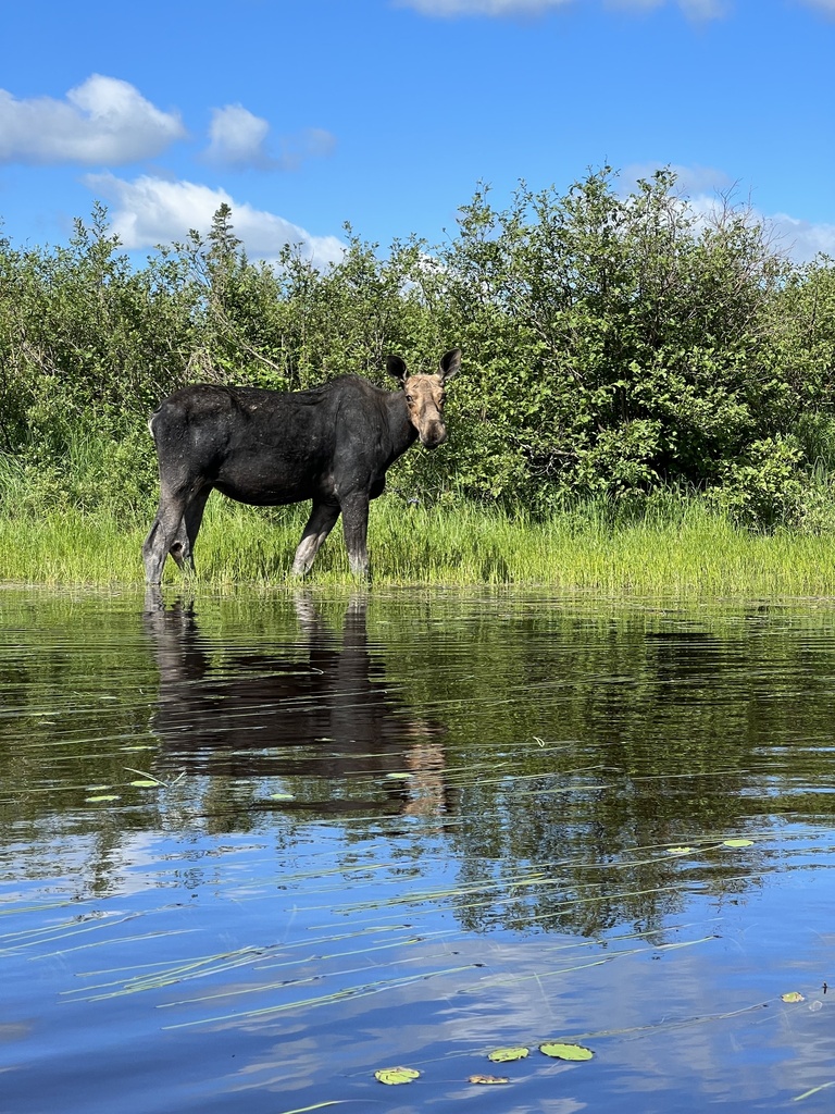 Moose from Depot Lake, Allagash, ME, US on June 28, 2022 at 09:29 AM by ...