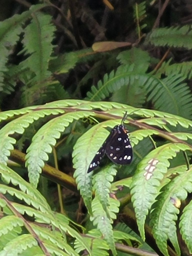 Composia credula from Mameyes II, Río Grande 00745, Puerto Rico on June ...