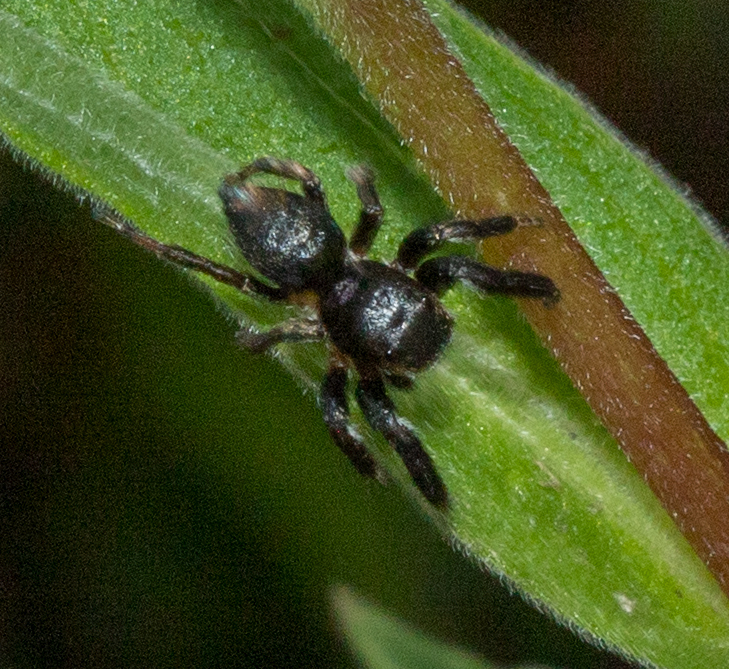 Evarcha arcuata from Курган, Курганская обл., Россия on June 30, 2022 ...