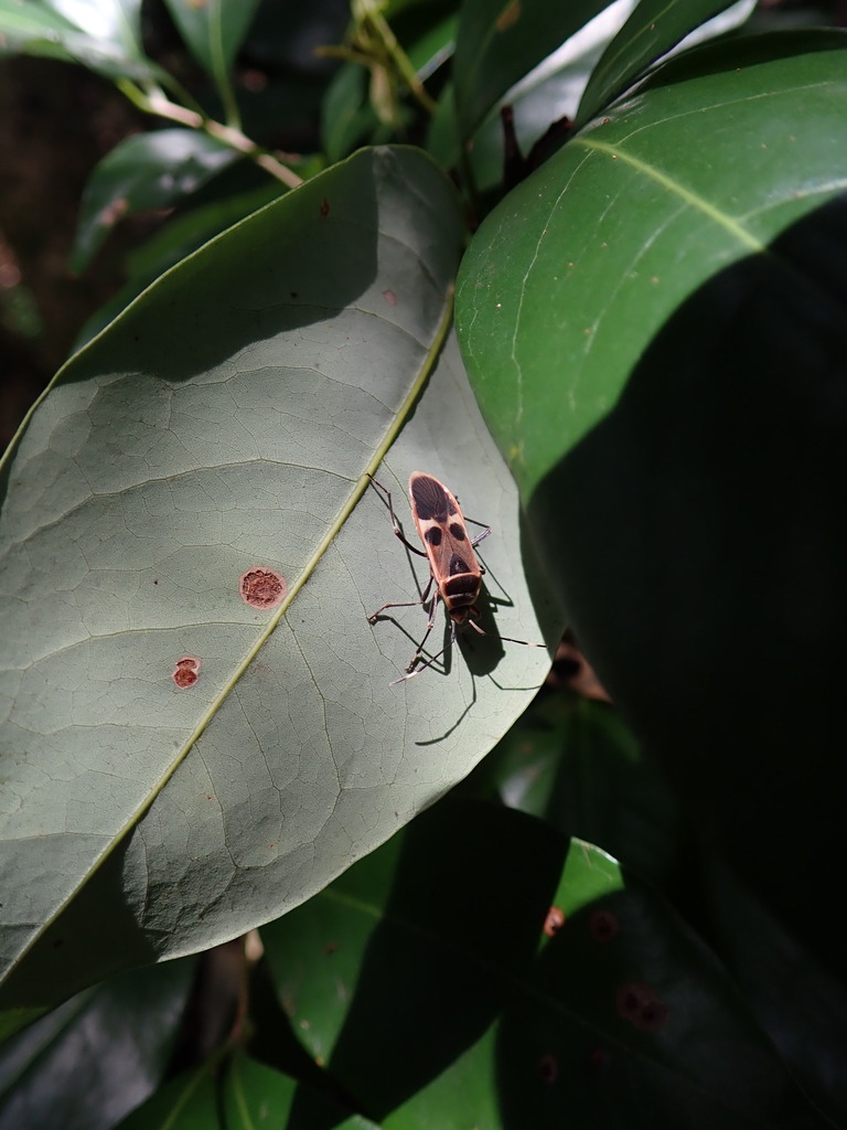 Physopelta gutta from 542台灣南投縣草屯鎮健行路152號 on July 8, 2018 at 11:23 AM by ...