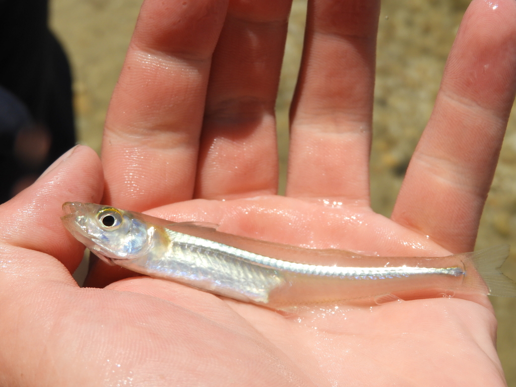 Atlantic Silverside from Calvert County, MD, USA on June 25, 2022 at 12:41 PM by Benji Beluga ...