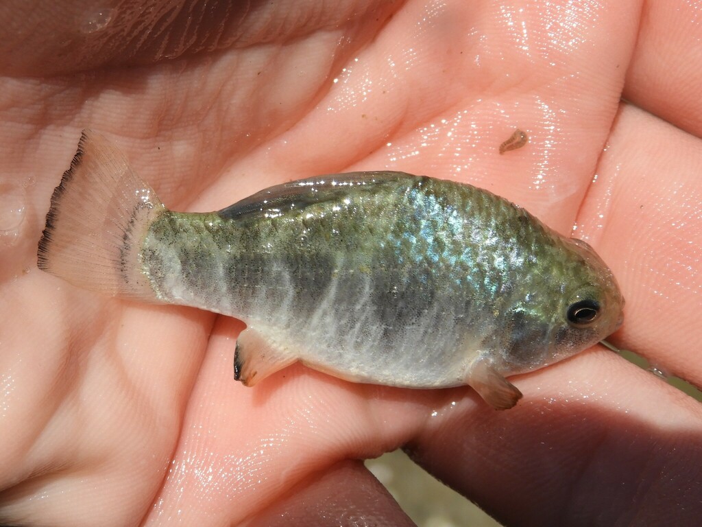 Sheepshead Minnow from Patuxent River, MD, USA on June 29, 2022 at 12: ...