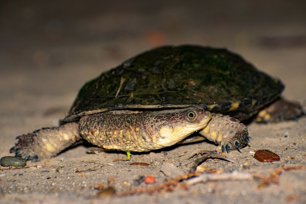 Chaco Side-necked Turtle in March 2022 by Leandro Bareiro Guiñazú ...