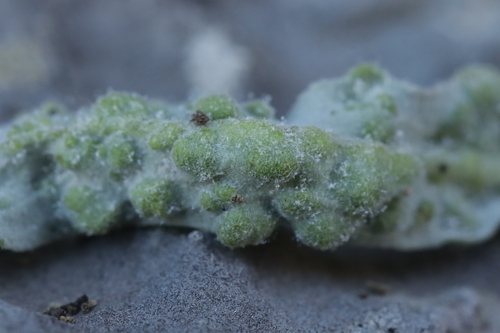 Hyaloperonospora galligena · iNaturalist