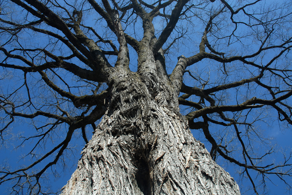 elm family (Ulmaceae) - Botanical Realm