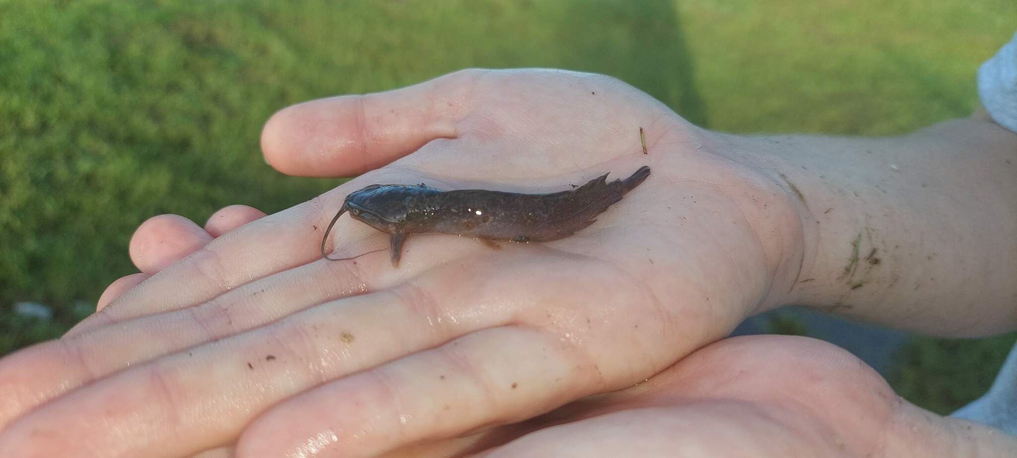 Clarias batrachus (Linnaeus, 1758)