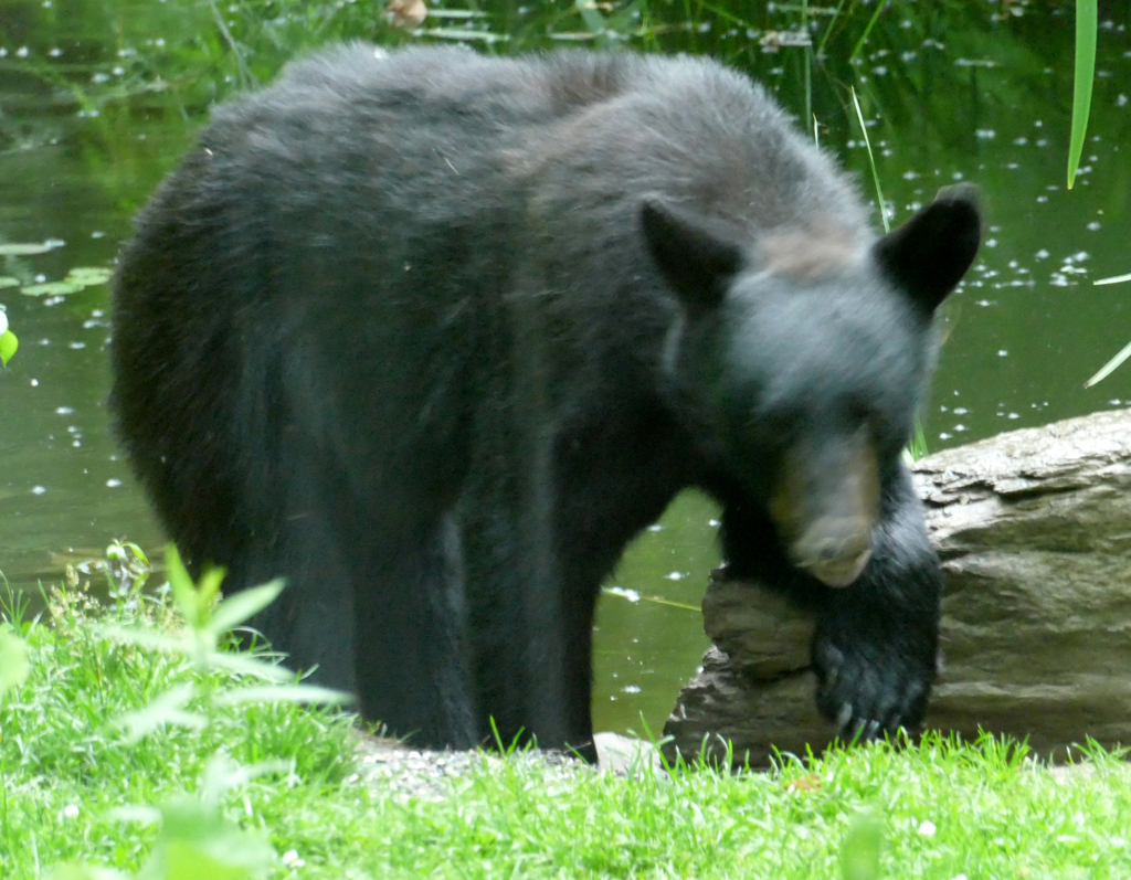 American Black Bear from Monkton Ridge, Monkton, VT 05473, USA on June ...