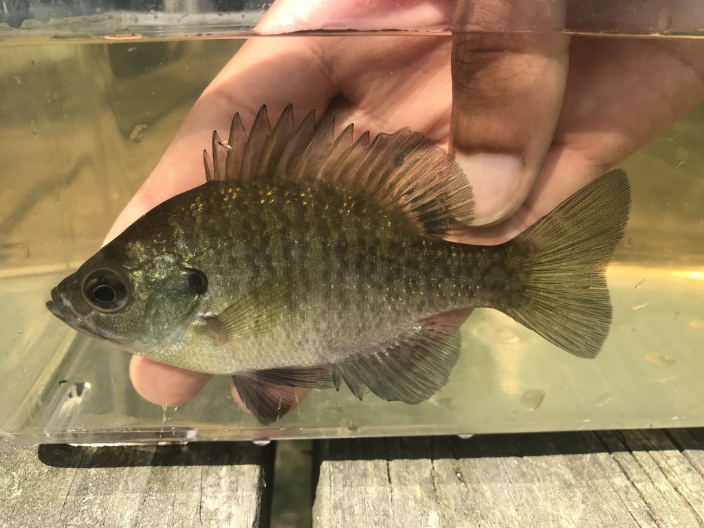 Bluegill (Lepomis macrochirus) - Marine Life Identification