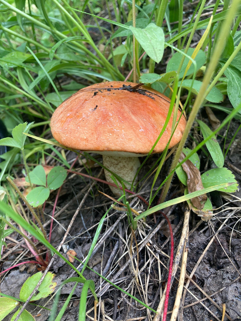aspen bolete from Mesa County, CO, USA on June 29, 2022 at 11:25 AM by ...