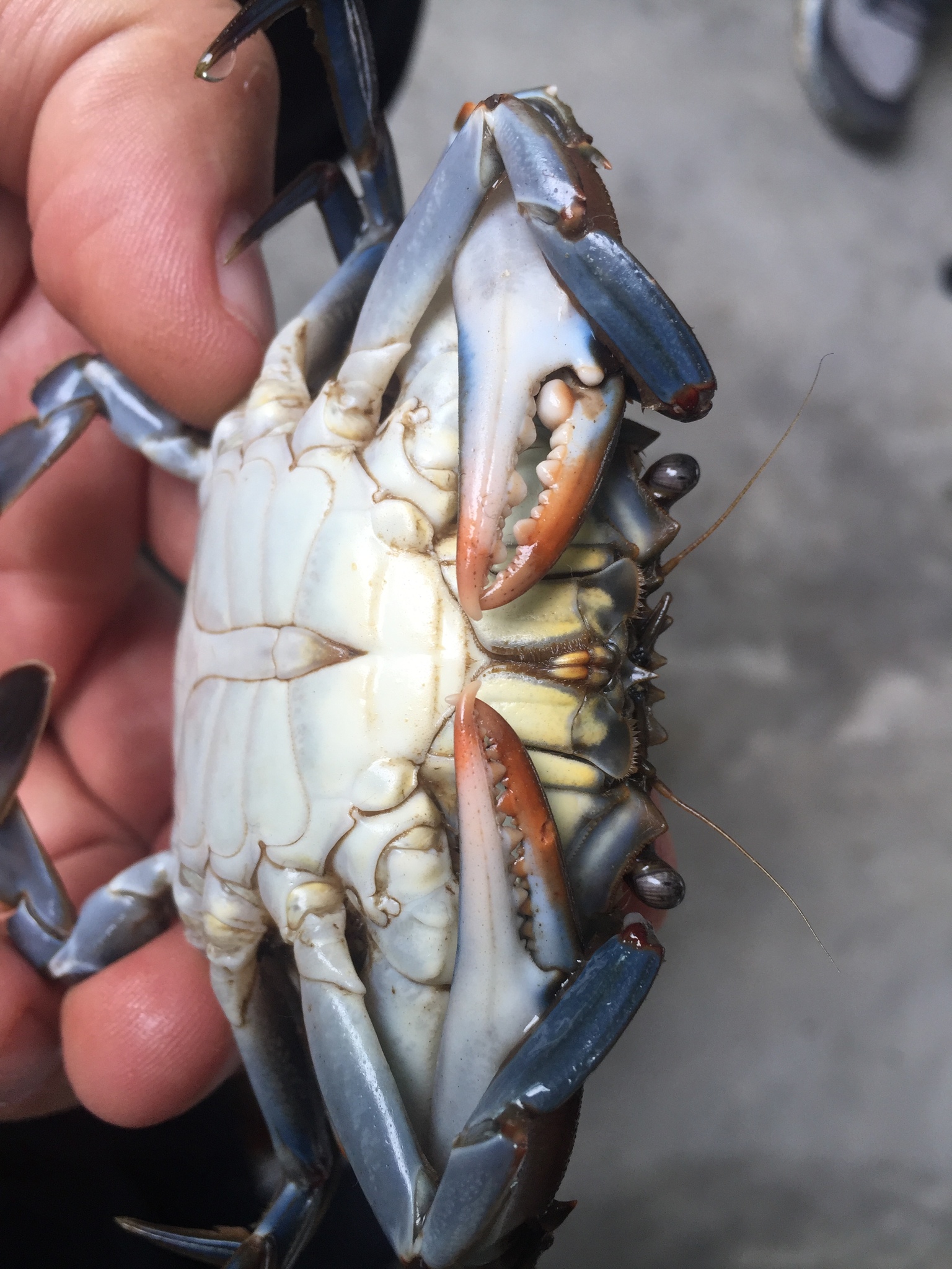 Callinectes rathbunae Contreras, 1930