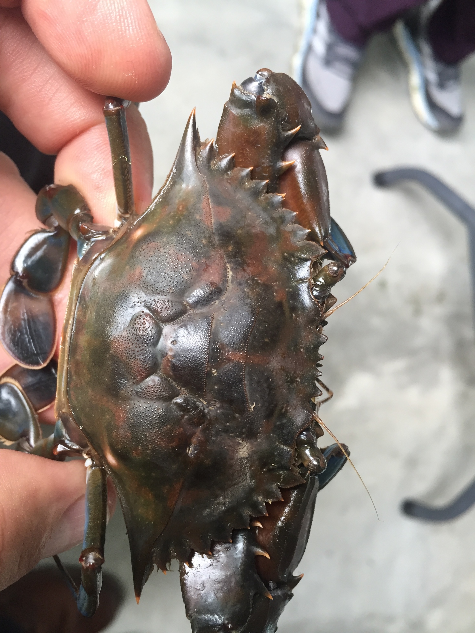 Callinectes rathbunae Contreras, 1930