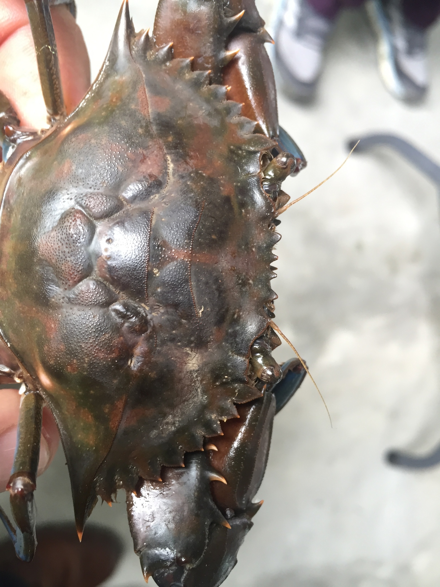 Callinectes rathbunae Contreras, 1930