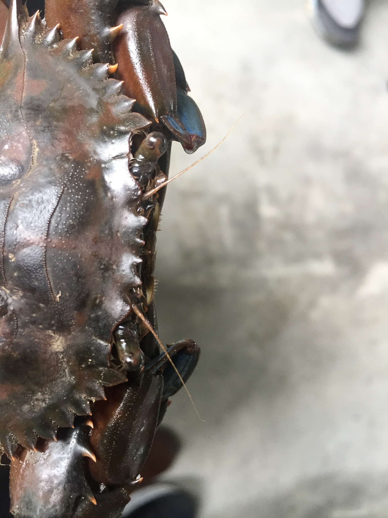 Callinectes rathbunae Contreras, 1930