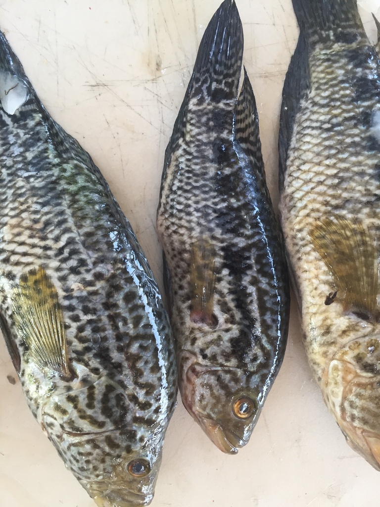 Jaguar Guapote from Tlacotalpan, Ver., México on April 15, 2022 at 03: ...