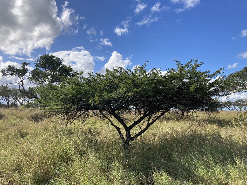 Egyptian acacia (Vachellia nilotica) - Botanical Realm