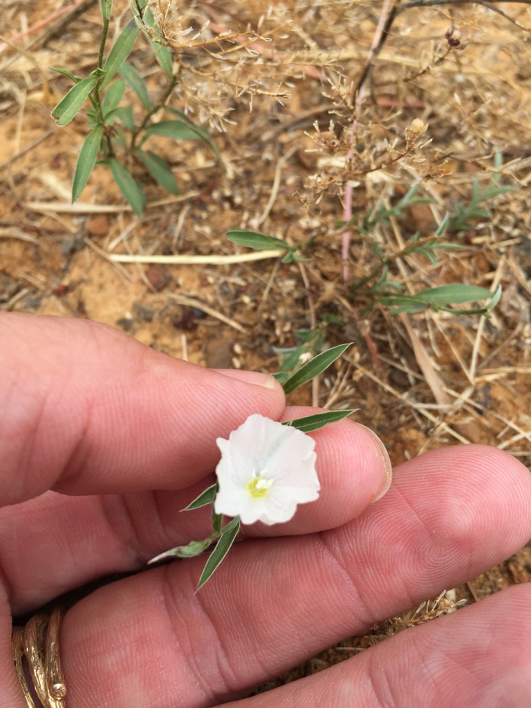 Evolvulus from F J Red Kane Park, Arlington, TX, US on July 8, 2015 at ...
