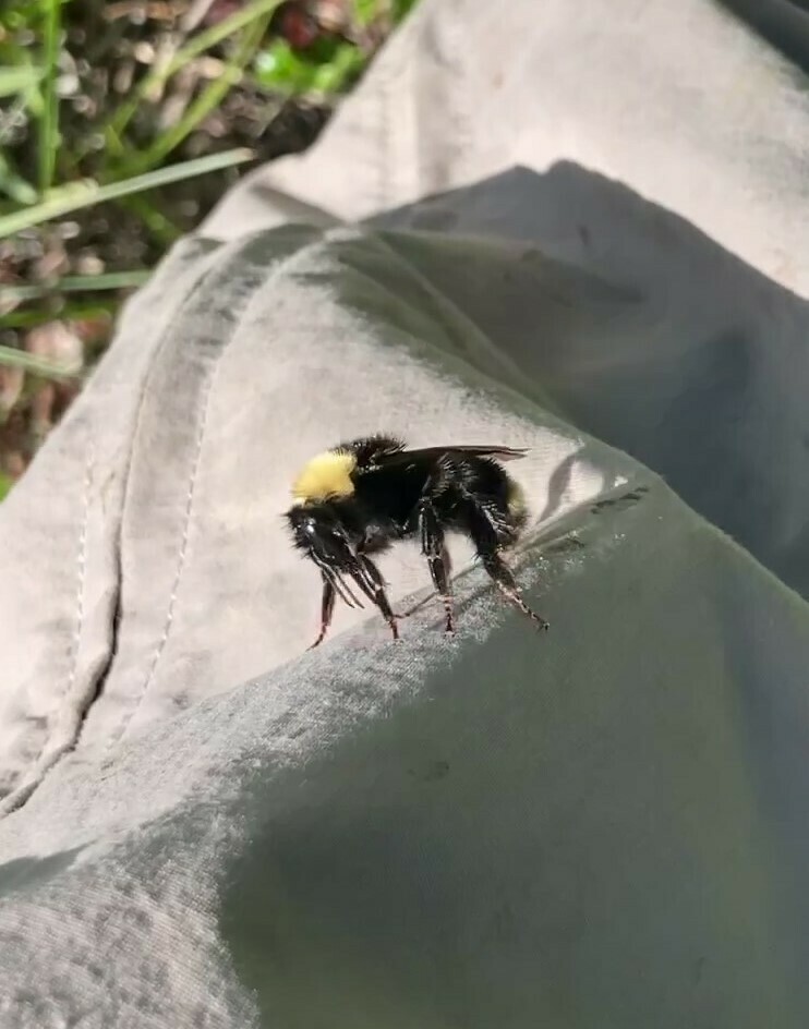 Western Bumble Bee from Division No. 15, Alberta, Canada on June 29 ...